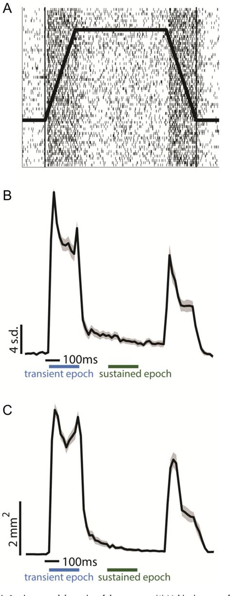 Figure 3 From Neural Coding Of Contact Events In Somatosensory Cortex