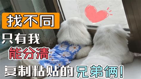海绵当初一定是按了ctrlcctrlv，所以才有了复制粘贴的京巴兄弟俩！ Youtube
