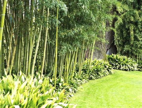 Quels Sont Les Avantages De La Démultiplication De Plantations De