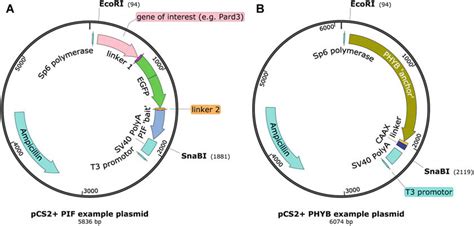 Terrific Pcs2 Vector Map Pics