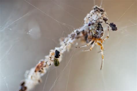 Spider Arachnid Nature Free Photo On Pixabay Pixabay