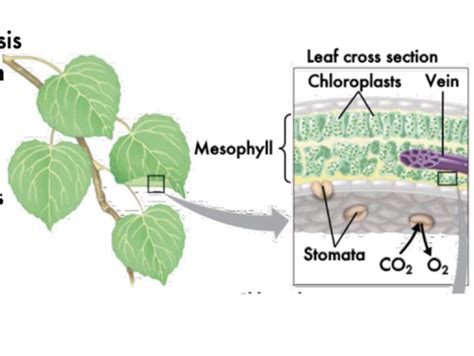 Biology Chapter 10 Photosynthesis Flashcards Quizlet