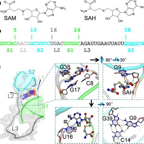 The Structures Of The Samsah Riboswitch And Its Cognate Ligands A