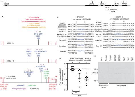 Insertions And Deletions Indels In Non Coding Dna Affect Zhx2