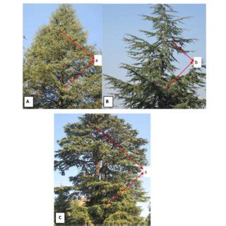 Sex Expression In Cedrus Deodara A Male Tree A Cluster Of Male Cones Download Scientific
