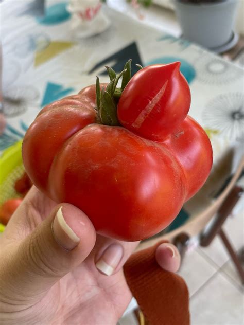 Ask The Lazy Bones On Tumblr