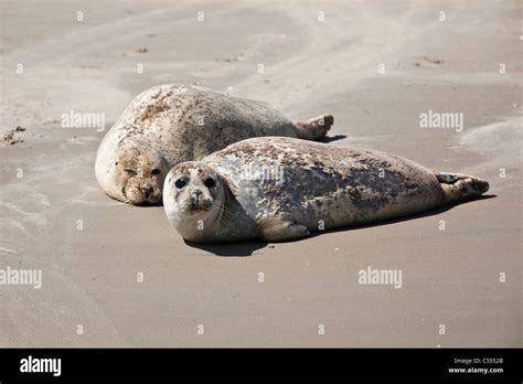 The Netherlands Hollum On Ameland Island Belonging To Wadden Sea