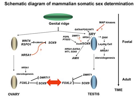 Sexual Reproduction When Is The Sex Of A Human Not Determined By Their Chromosomes Biology
