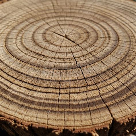 Cross Section Of A Tree Trunk Showcasing Growth Rings Indicative Of