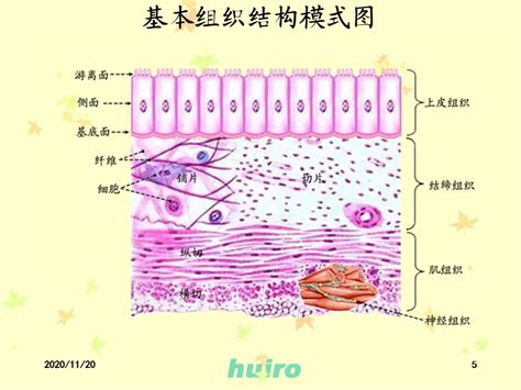 被覆上皮知识点 哔哩哔哩