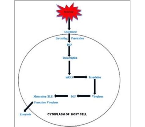 Replication Cycle Of Rotavirus Download Scientific Diagram