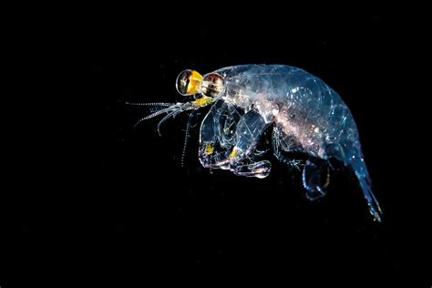 Plankton Plankton