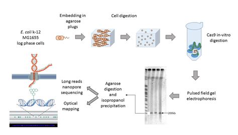 Cas9 Catch Seq And Lego Brick Microfludics Enseqlopedia