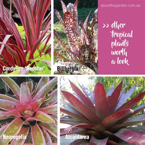 Drought Tolerant Tropical Looking Plants Top 10 Subtropical