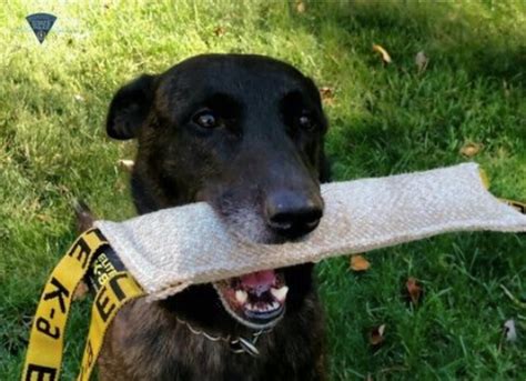 Massachusetts State Police K9 Jumps Fence Finds Man Accused Of