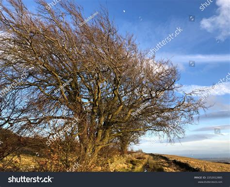 Strong Wind Autumn Trees Images Stock Photos Vectors Shutterstock
