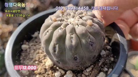 아프리카식물 💖 다육식물 하월시아 💖선인장 등등 Youtube