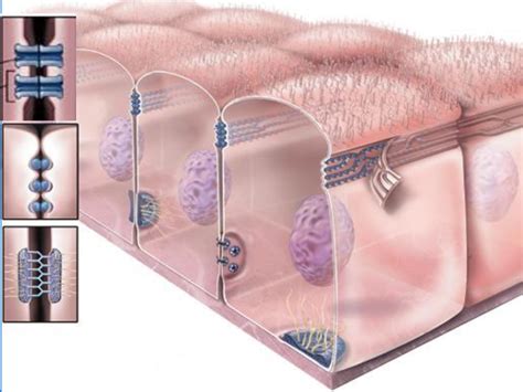 Intercellular Junctions Diagram Quizlet