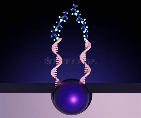 Nucleotide Polymorphisms Stock Illustrations 6 Nucleotide
