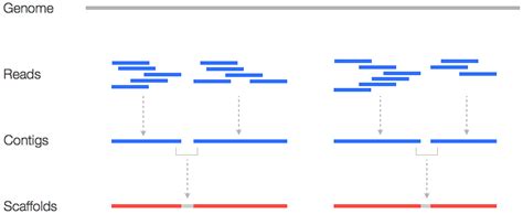 What Is The Principle Of Transcriptome Assembly After RNA Seq