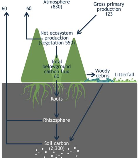 A Depiction Of The Forest Carbon Cycle Including Both Aboveground And Download Scientific