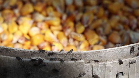 Pest Sitophilus Granarius Infects Corn Grain In A Bucket Stock Footage