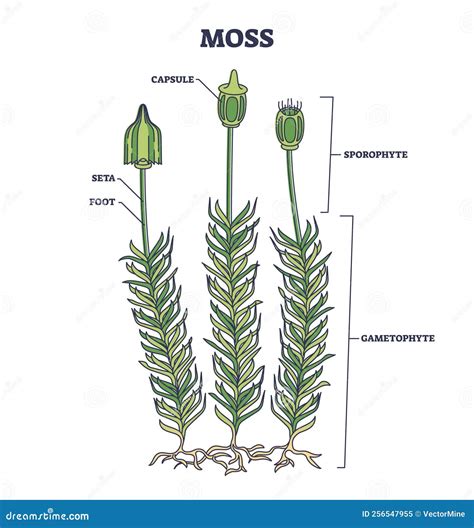 Plant Structure And Cross Section Botanical Biology Labeled Diagrams