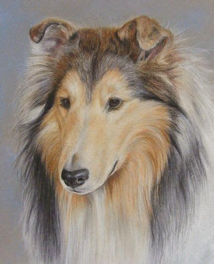 Rough Collie By Pawtraits Rough Collie Dog Drawing Dog Paintings