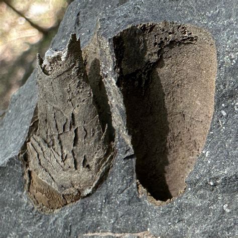 Some Sort Worm Or Drilling Bivalve R Fossilid