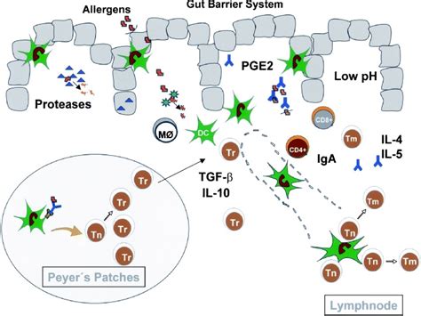 Induction Of Regulatory T Cells By Dc Of The Gastrointestinal Mucosa Dc Download Scientific