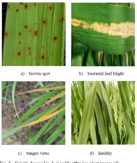 Figure 2 From Philippine Rice Disease Classification Using Deep Learning Semantic Scholar