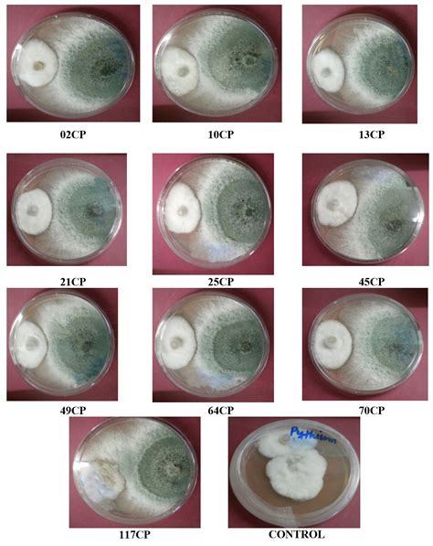 Effect Of Various Ph Levels On The Growth And Sporulation Of Trichoderma Viride Isolates And