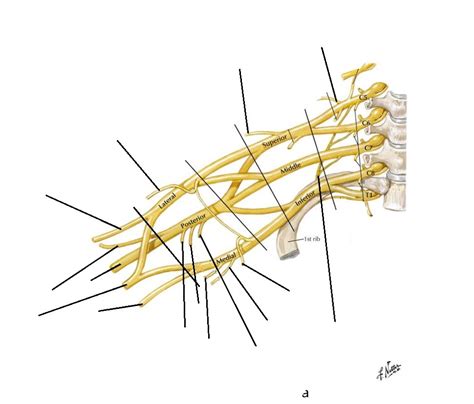 Brachial Plexus Diagram Quizlet