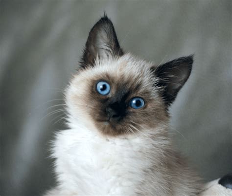 Balinese Cat Personality Traits How Do Balinese Cats Act