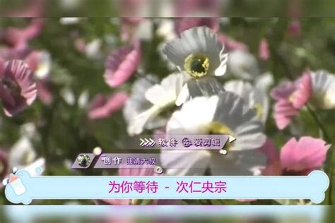 听醉了！次仁央宗原唱版《为你等待》，高原传来的天籁之音