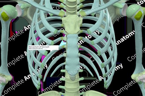 Manubrium Sterni