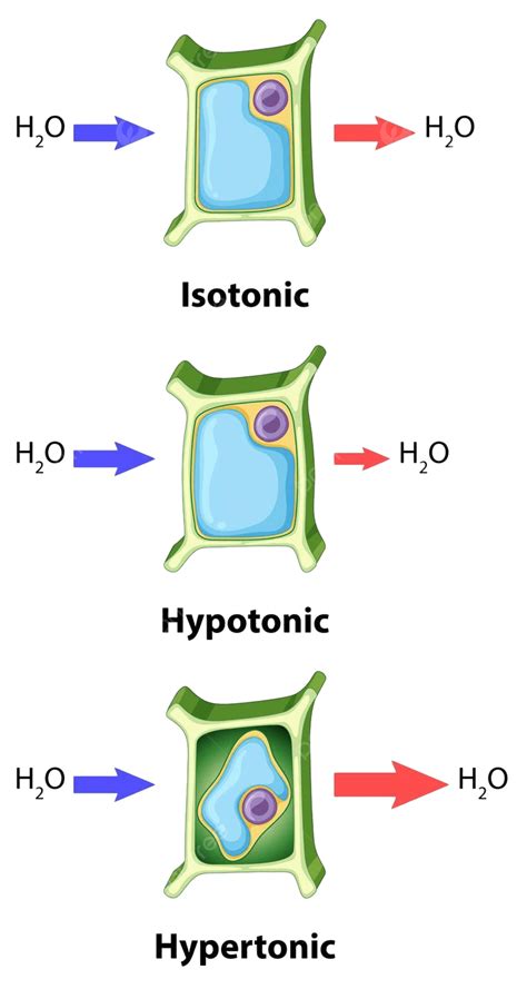 Hypotonic Diagram