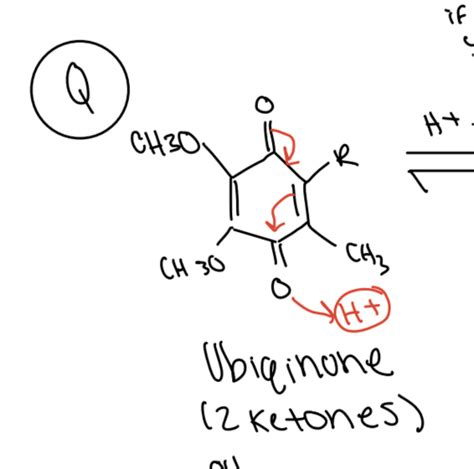 Biochem Exam 4 Flashcards Quizlet