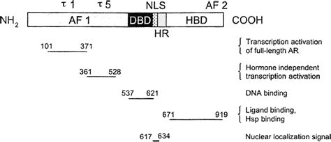 2 Functional Domain Structure Of The Human Androgen Receptor Schematic Download Scientific