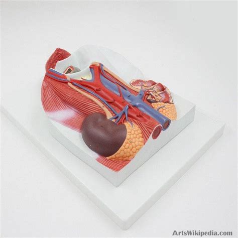 Male Genitourinary System Urinary System Model Urinary System Model