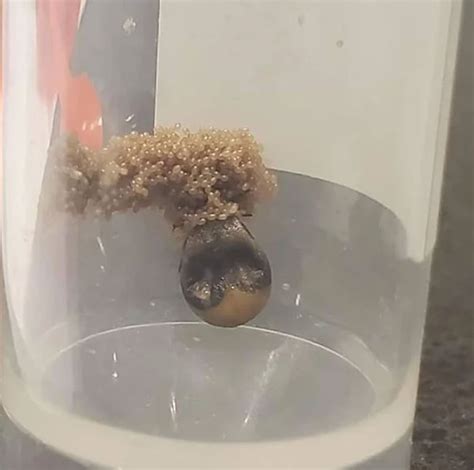 This Is Trypophobia Pics