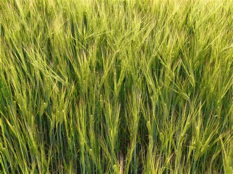 무료 이미지 들 대초원 식품 수확고 귀 농업 시리얼 목초지 호밀 보리밭 논 꽃 피는 식물 상품 에머 영양 보리 삼백초 무서운 잔디 가족