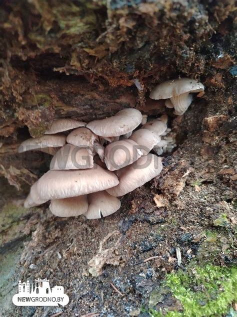 В лесу грибы а на клумбе … розы Продолжаем собирать природные сюрпризы января