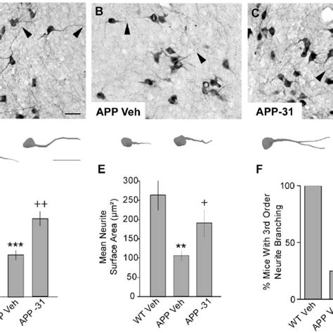 Lm11a 31 Normalizes Increased P75 Ntr Levels In The Basal Forebrain Of Download Scientific