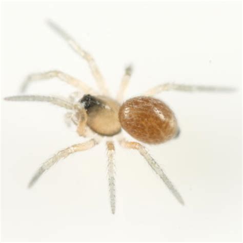 Spiderling Bugguidenet