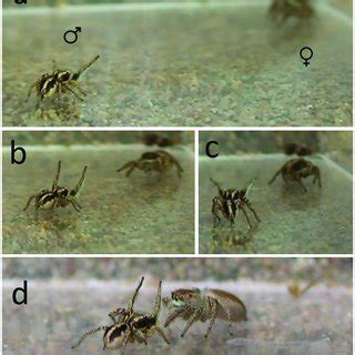 Sex Differences In Dorsal Color Pattern In Four Sympatric Species Of Download Scientific