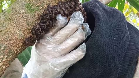 Honey Bee Laywan Youtube