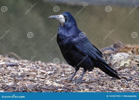 Rook Corvus Frugilegus Stock Image Image Of Rook 161021955