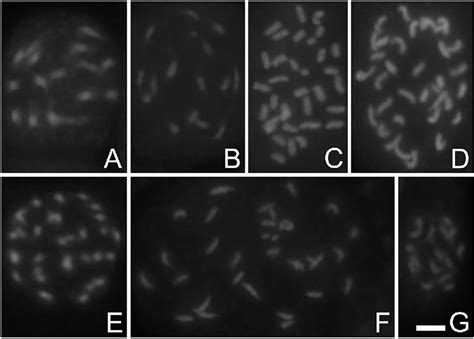 Dapi Stained Mitotic Metaphase Chromosomes In Somatic Cells Of Diploids Download Scientific