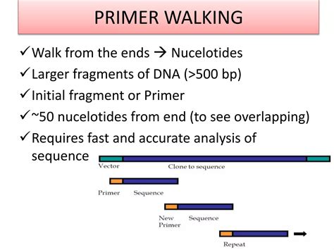 Dna Sequencing Bacteriophage M13 And Primer Walking Pptx